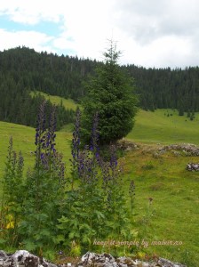 Apuseni…. – keep it simple
